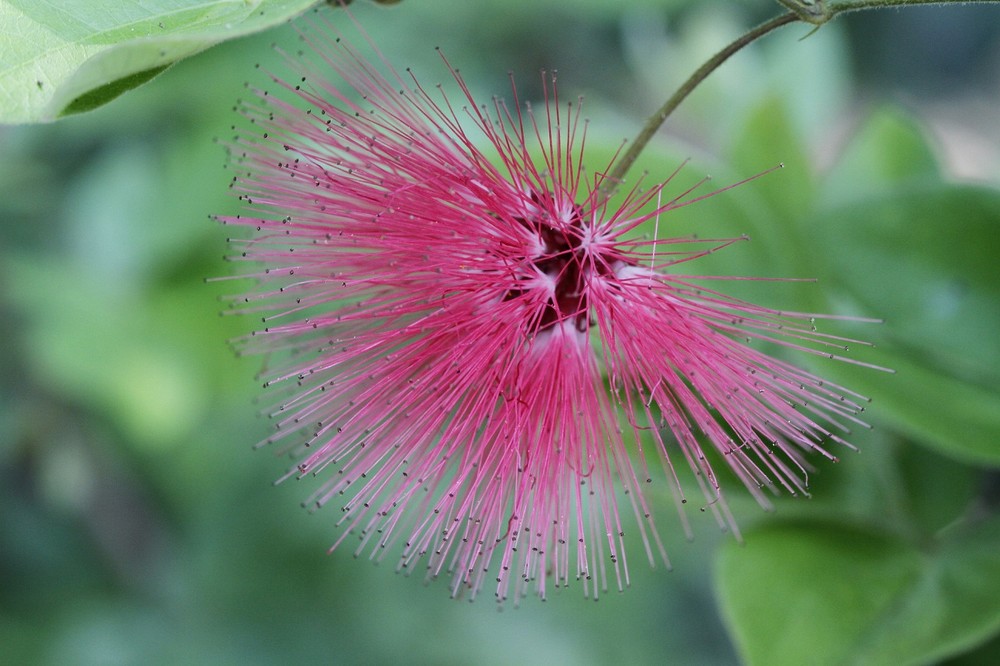 Caliandra: guia completo de cultivo e cuidados