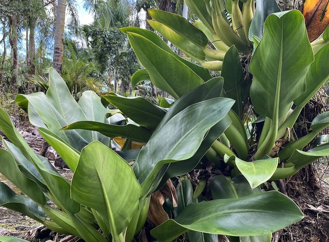 Filodendro: conheça o gênero fácil de cuidar e com mais de 400 espécies ...