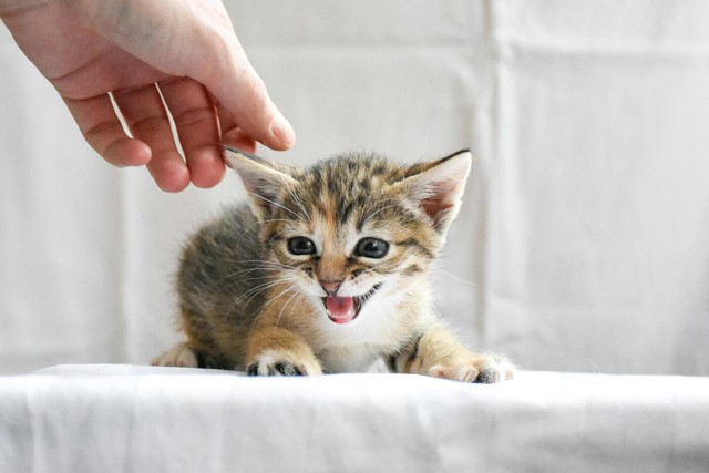 Por que os gatos miam mais para os humanos do que uns para os outros?