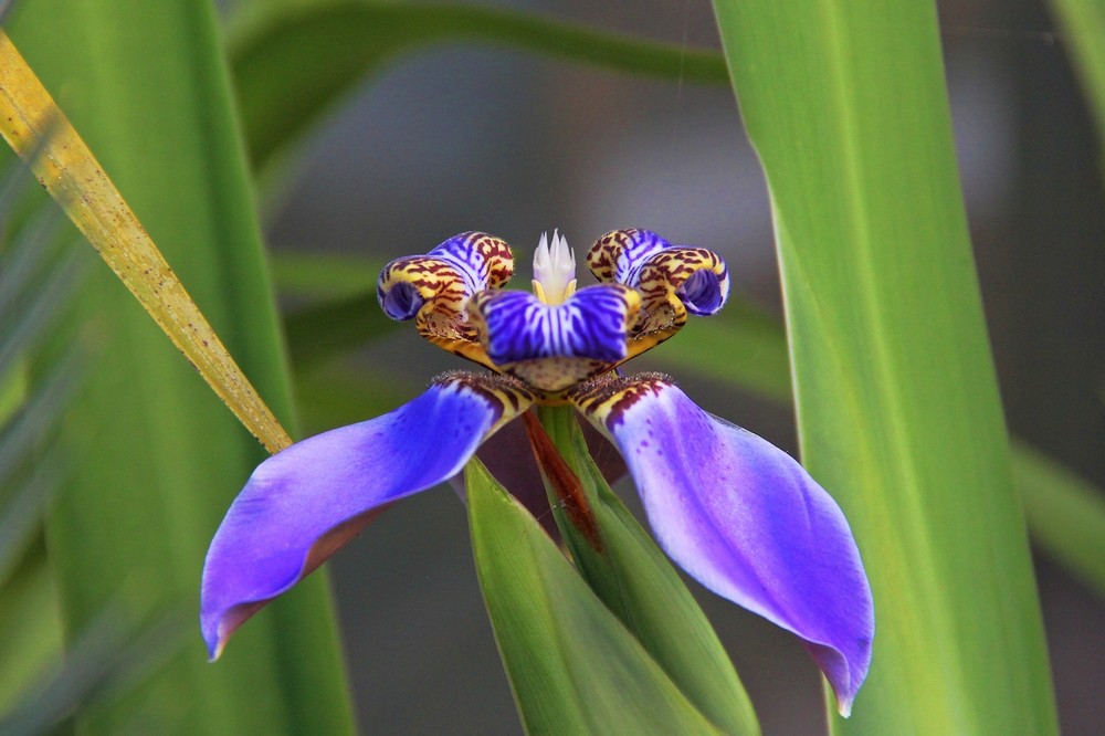 Plantas e flores perenes: o que são, como cultivar e 18 espécies para ...