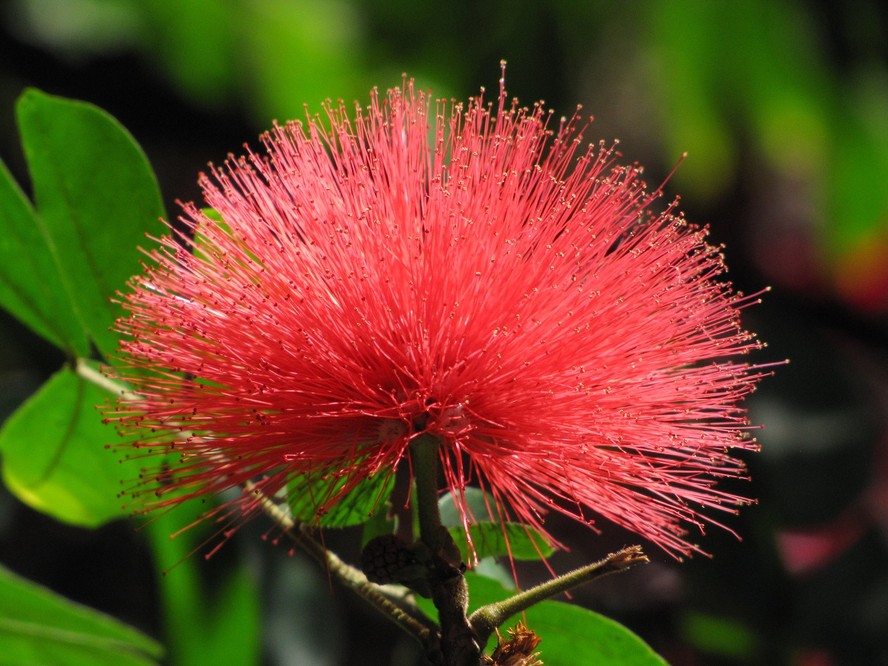 Caliandra: guia completo de cultivo e cuidados | Paisagismo | Casa e Jardim