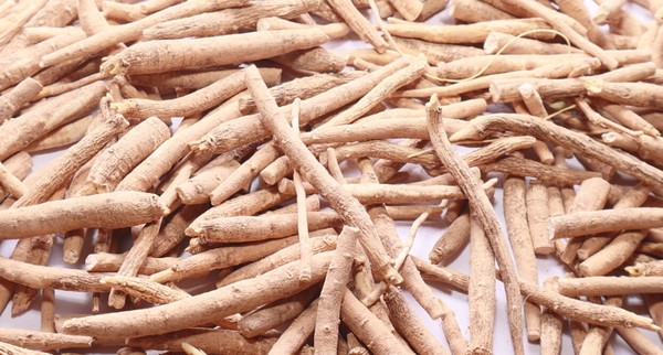 Ashwagandha: conheça a planta indiana com prescrição restrita no Brasil