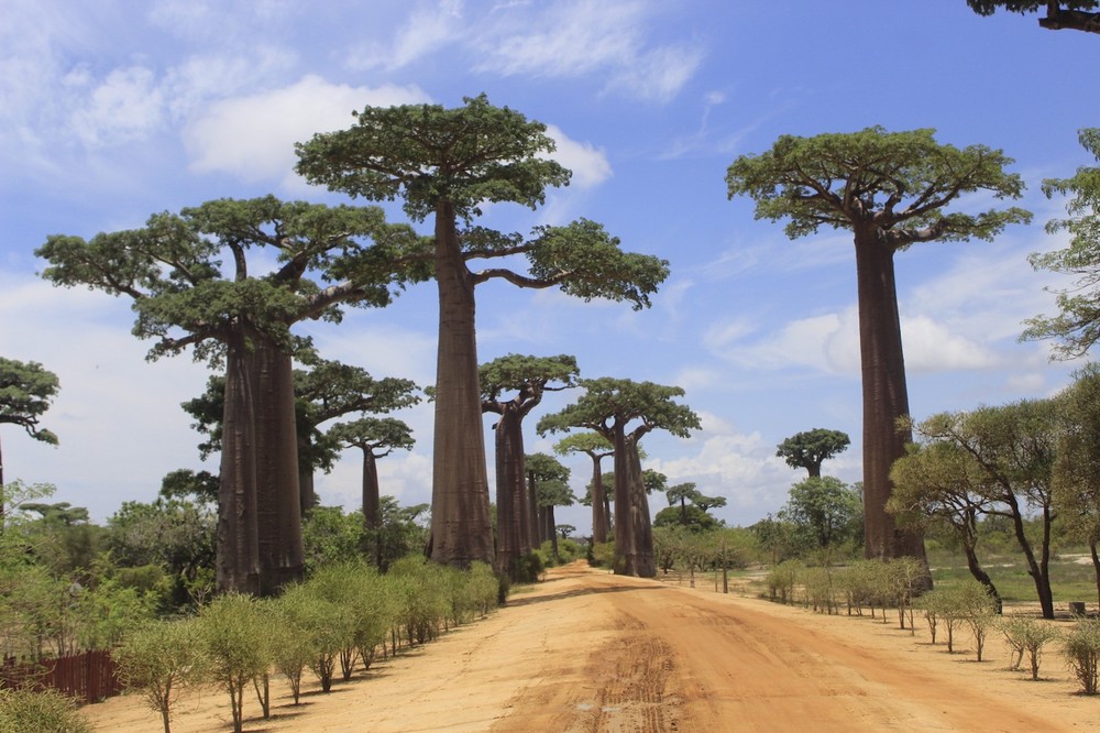 Avenida dos Baobás: conheça o monumento natural em Madagascar