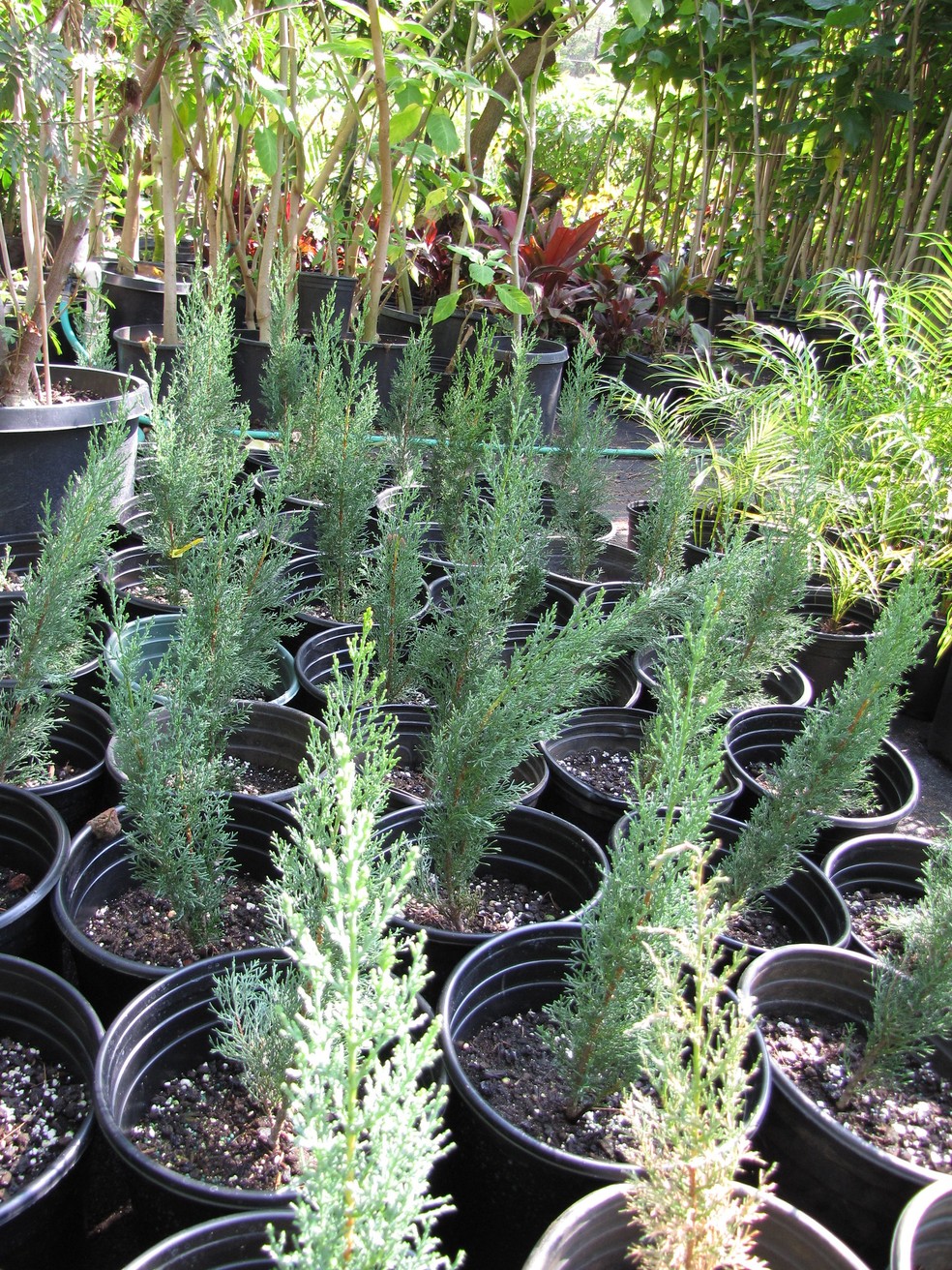 Cipreste italiano: conheça o icônico pinheiro que atinge até 30 metros ...