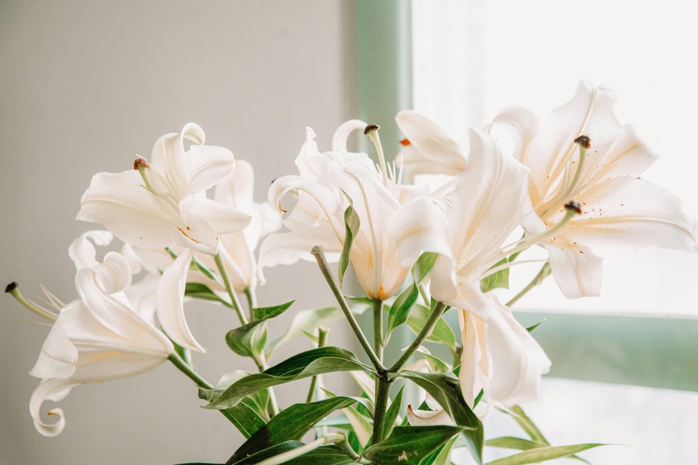 8 flores que simbolizam o amor verdadeiro