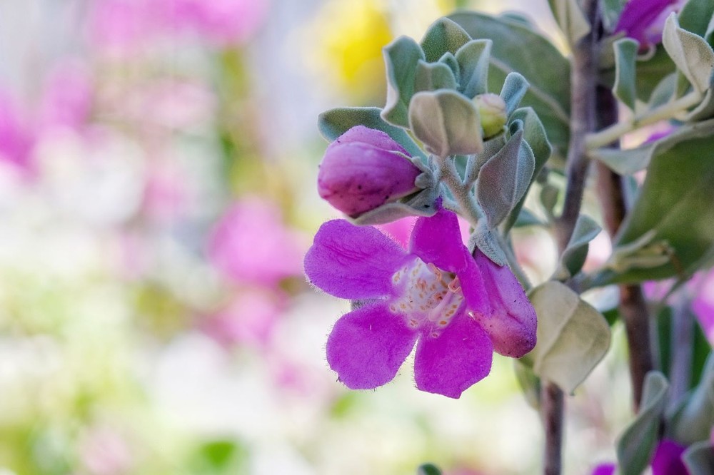 33 plantas perenes que podem florescer em qualquer canto do seu jardim