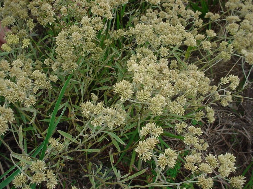 Macela: aprenda a cultivar esse remédio digestivo natural em casa