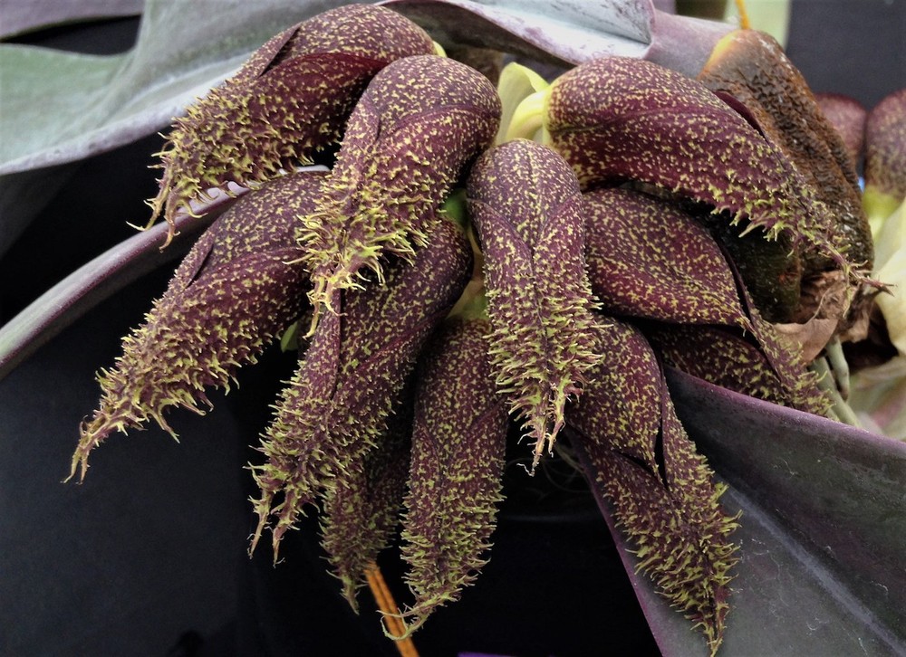 Conheça 10 flores coloridas e fedorentas; uma delas é do Brasil!