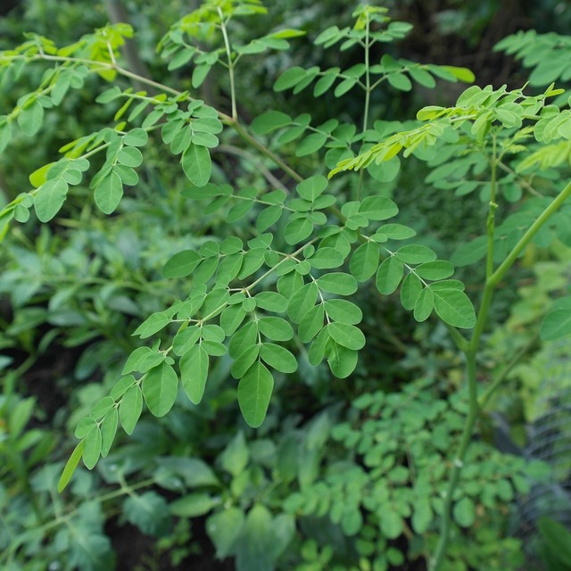 Moringa: conheça os benefícios da planta e como cultivá-la em casa