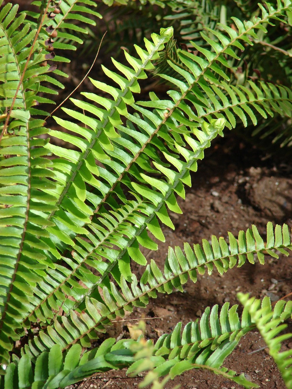 Nephrolepis cordifolia: como cultivar a samambaia de regiões tropicais