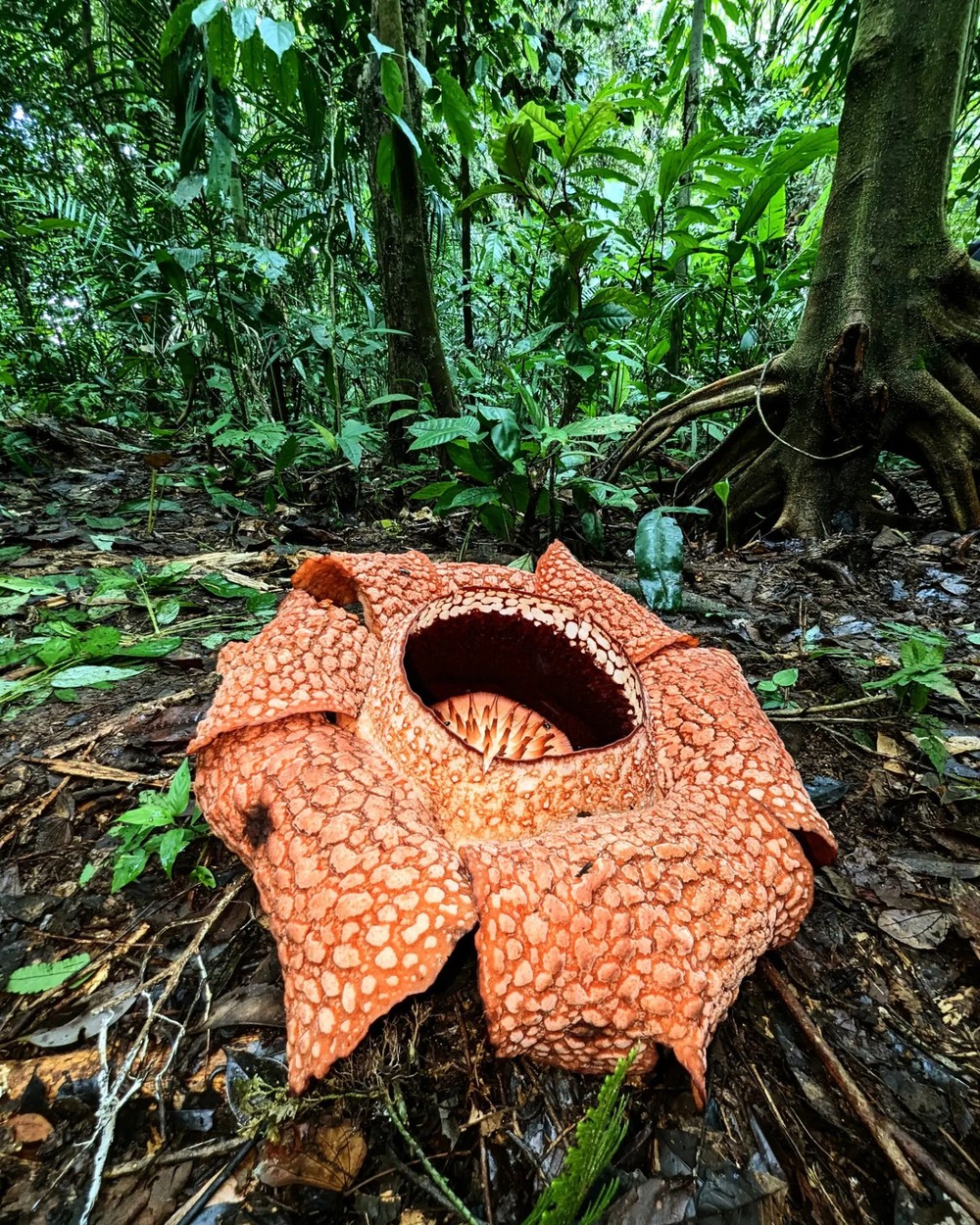 Botânico luta para salvar a maior flor do mundo, que cheira a carne ...
