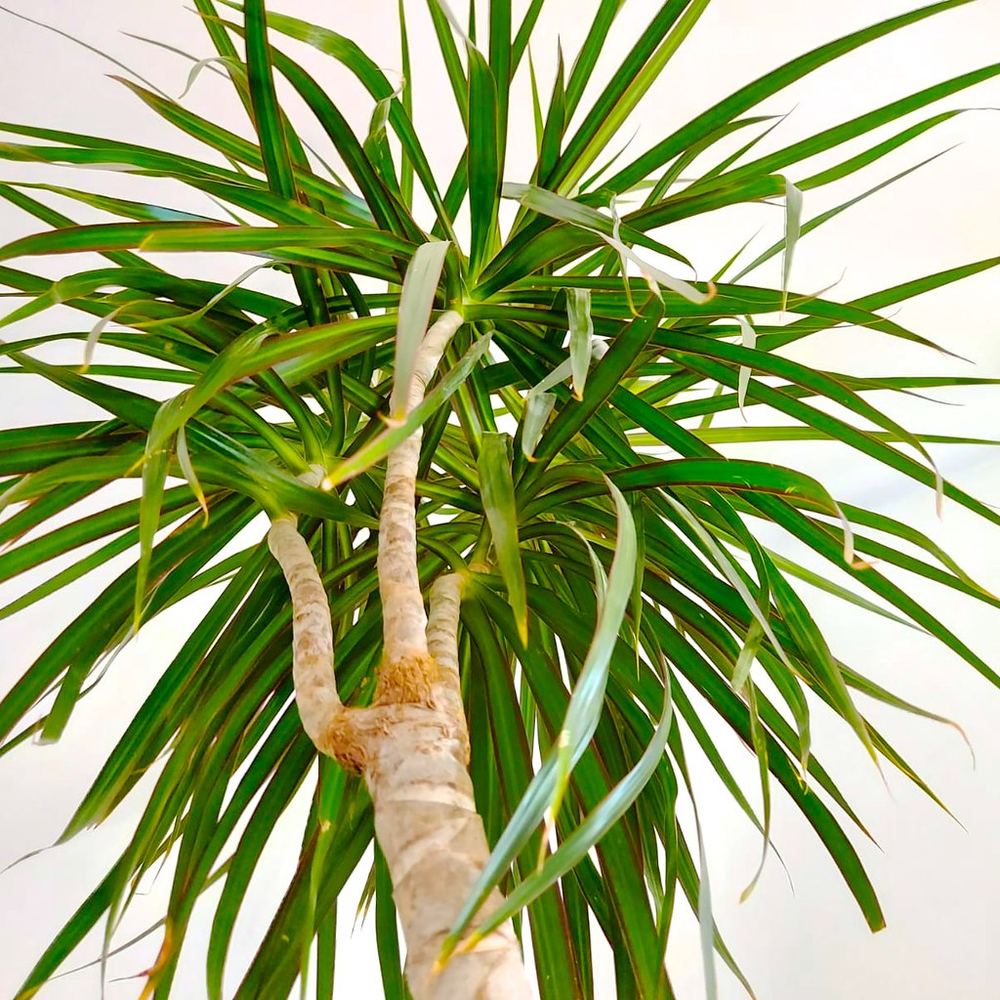 Pleomele verde (Dracaena reflexa): como cuidar e mais dicas de cultivo