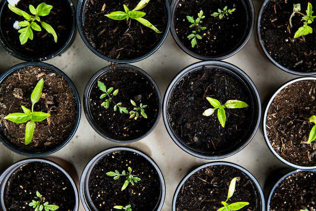 Substrato para plantas: o que é, quais os benefícios e como escolher