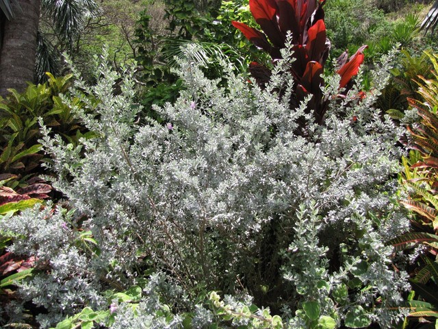 Chuva de prata: como cuidar da planta de folhas impactantes e flores ...