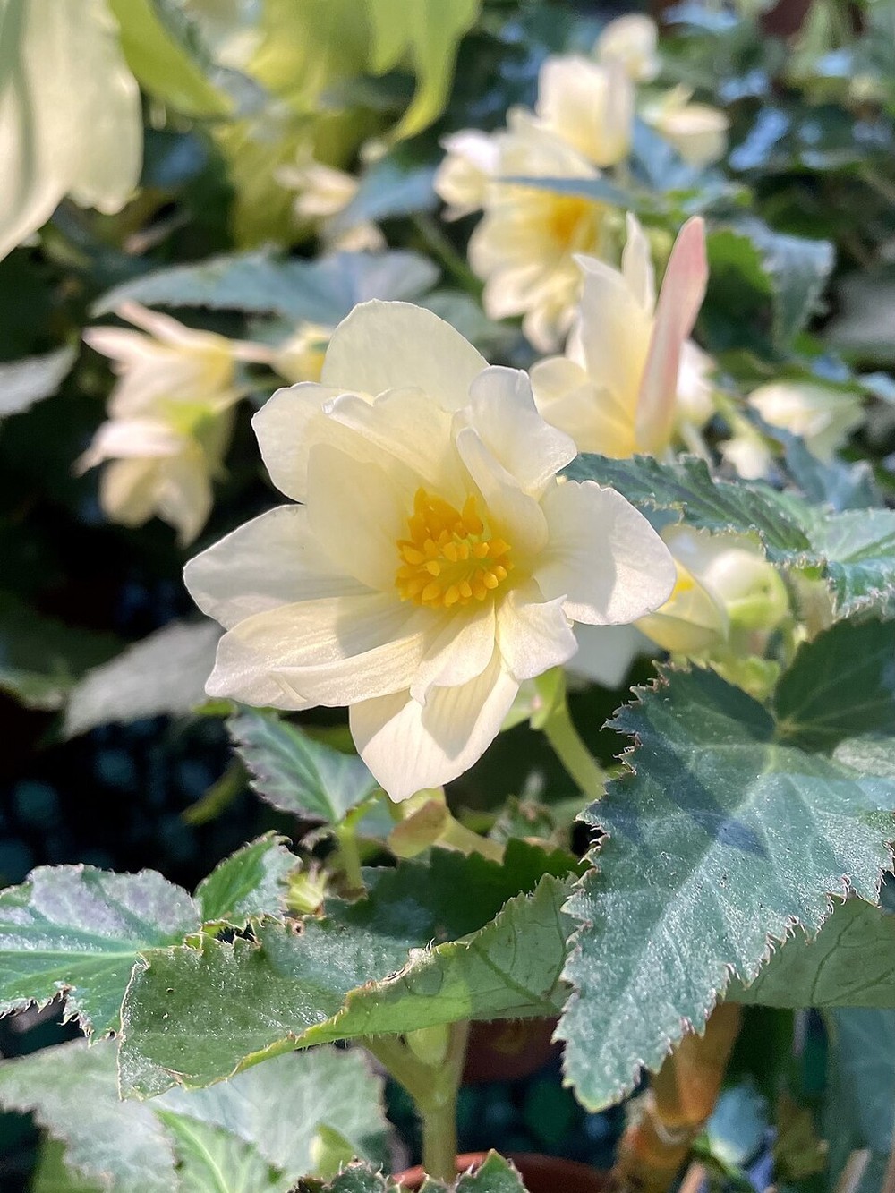 Begônia tuberosa: como cuidar e significados da flor