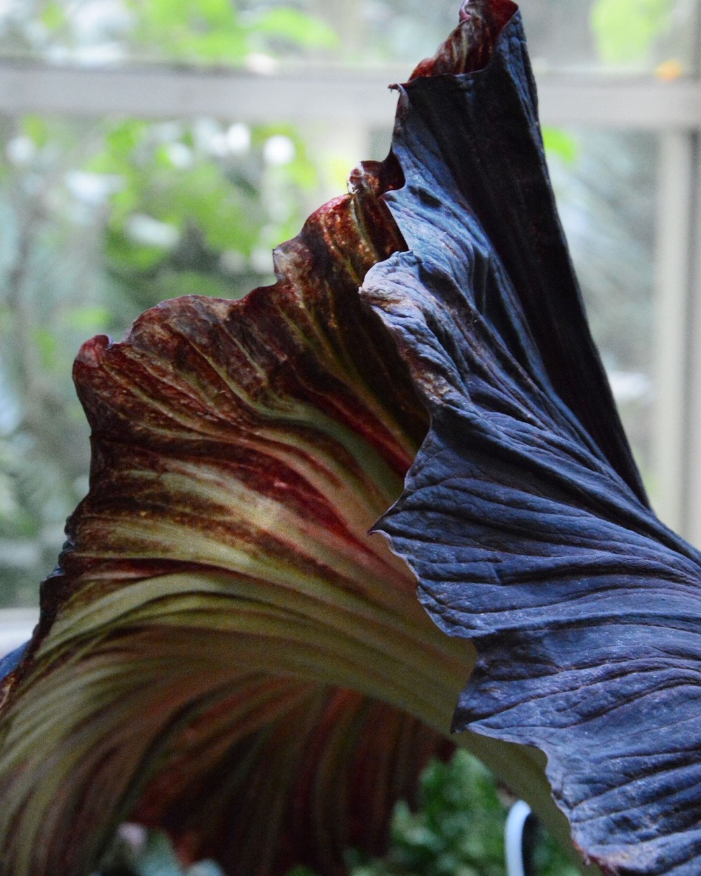 A flor mais fedorenta do mundo floresceu na Polônia, deixando o ar com ...