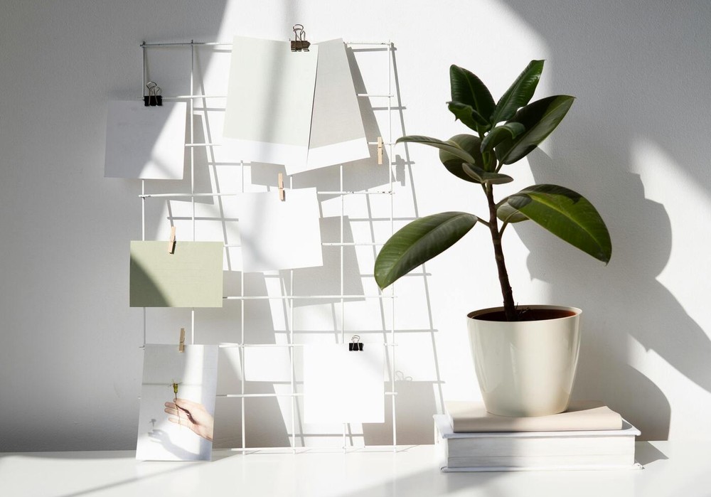 Ficus elastica: dicas para cuidar e cultivar a planta em casa