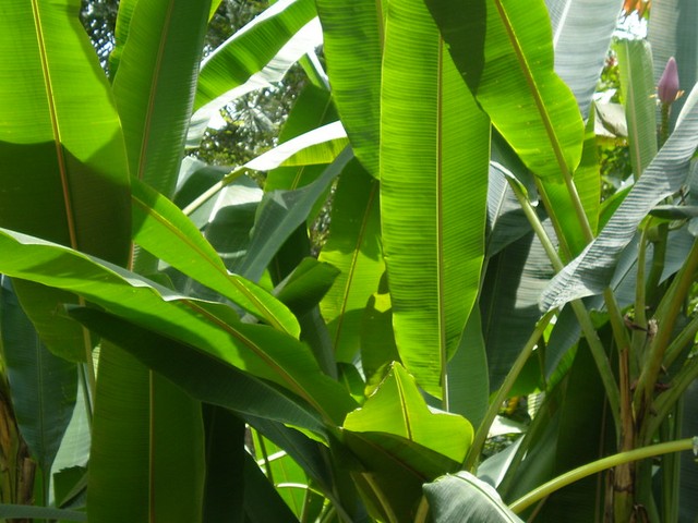 Bananeira ornamental: como cultivar a planta tropical no jardim