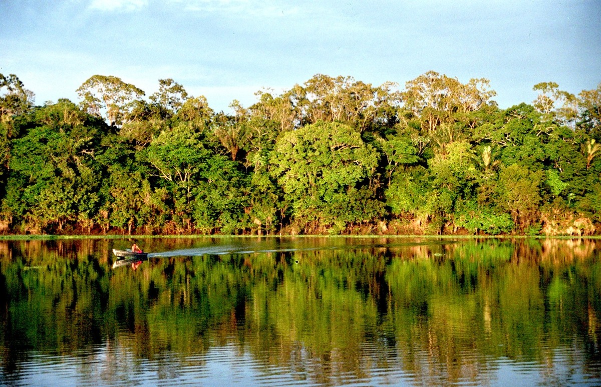 Amazônia: 10 plantas nativas da maior floresta tropical do mundo