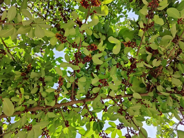 Erythroxylum coca: a folha que gera a cocaína, proibida no Brasil