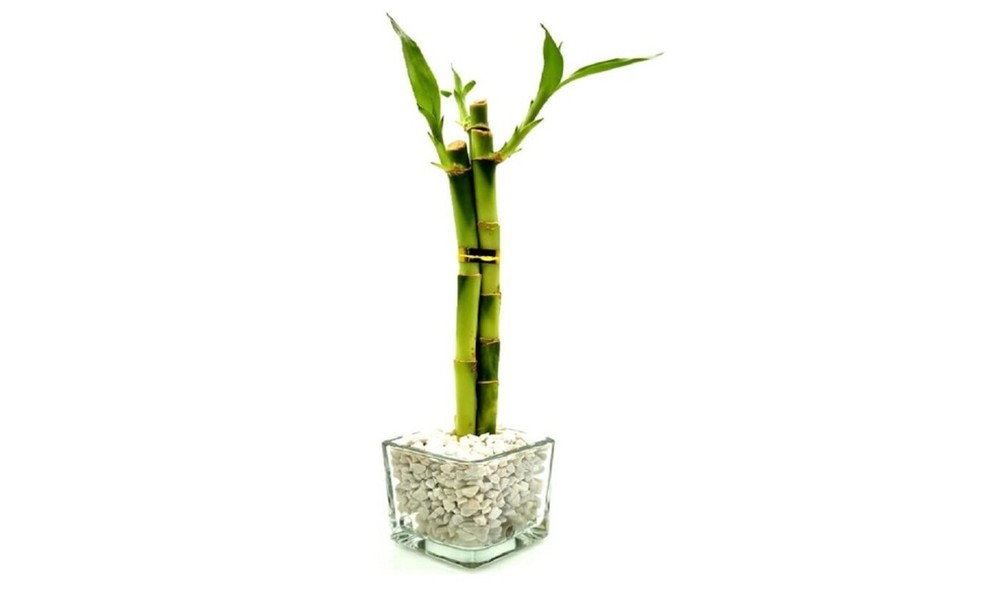 Vaso para por planta: 6 modelos com diferentes tamanhos e estilos