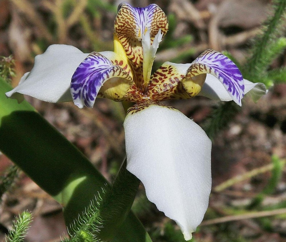 Íris-da-praia: conheça a flor nativa do Brasil que parece uma orquídea ...