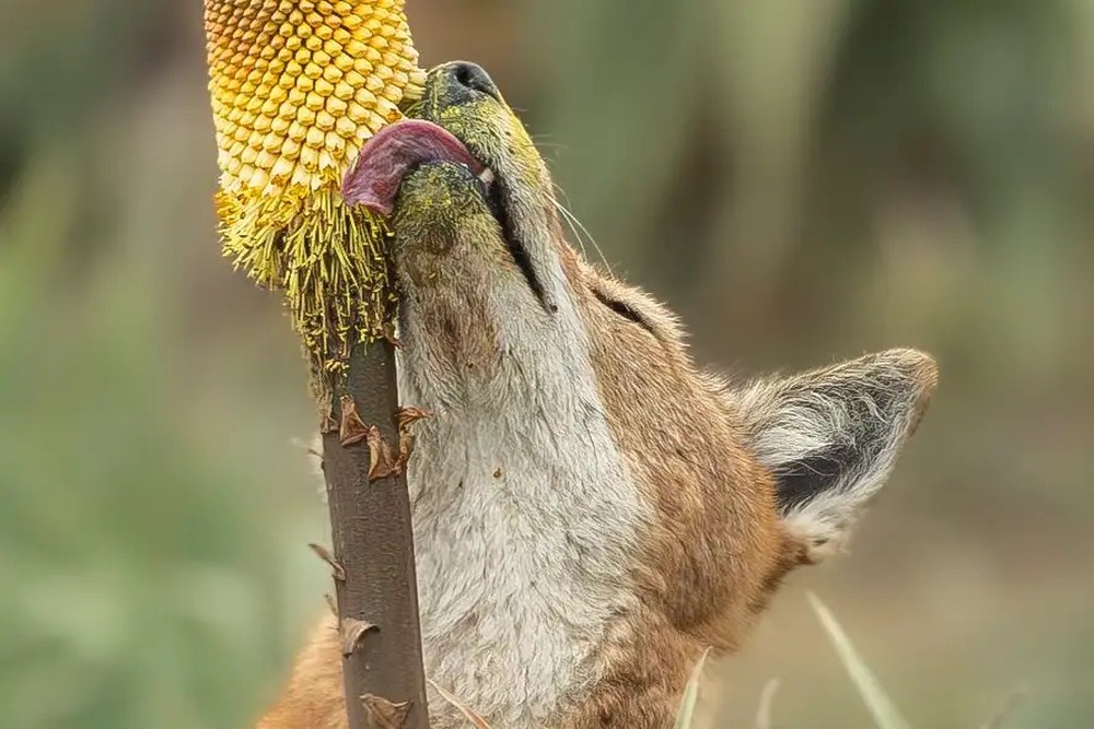 Lobos etíopes que lambem néctar podem ser os primeiros polinizadores ...