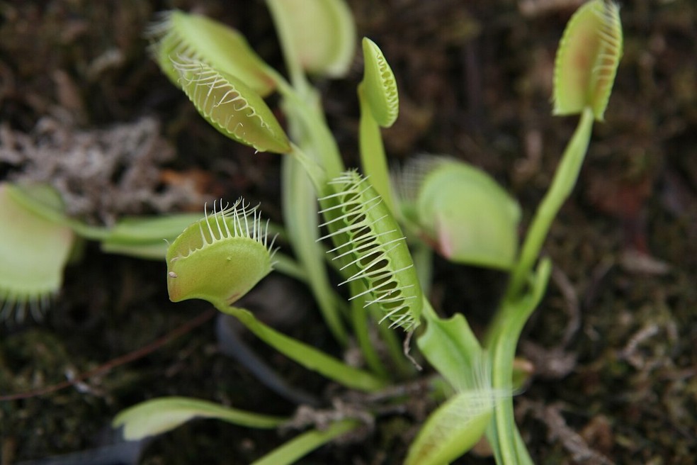Dioneia: como cuidar da planta carnívora que captura insetos