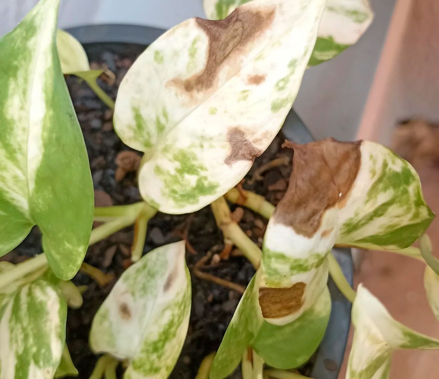 Sua jiboia está com manchas marrons? Entenda o que pode ser e como ...