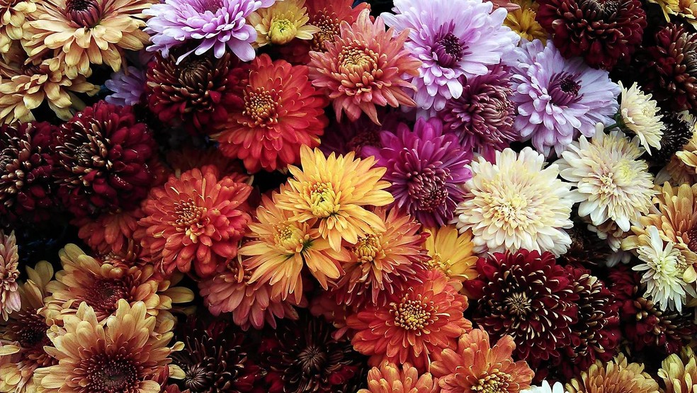 Crisântemo: como cuidar e os significados da flor colorida