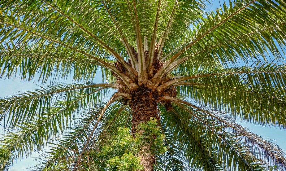 Dendezeiro: conheça a árvore que origina o azeite de dendê | Paisagismo ...