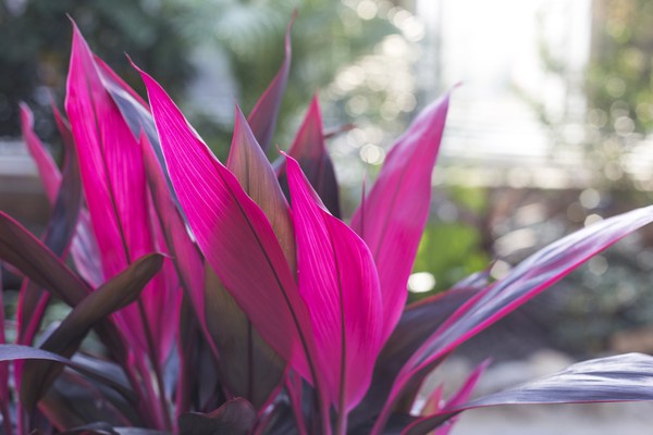 10 folhagens coloridas para quebrar o verde no jardim