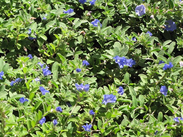 Azulzinha: como cultivar a forração com delicadas flores azuis