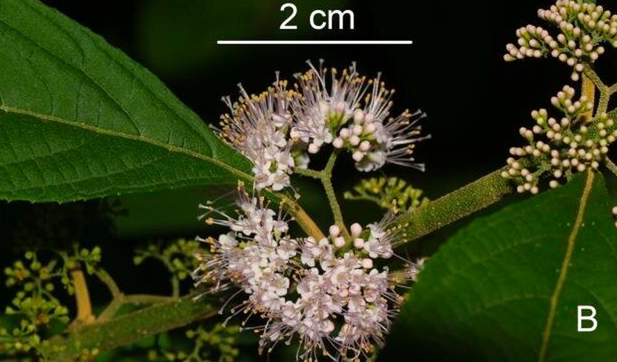 Planta com características paisagísticas e medicinais é descoberta na ...