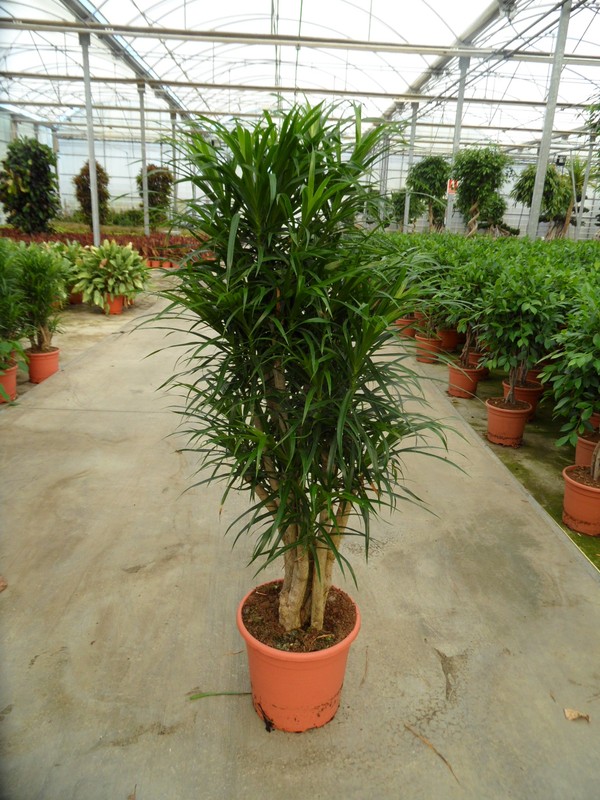 Pleomele verde (Dracaena reflexa): como cuidar e mais dicas de cultivo