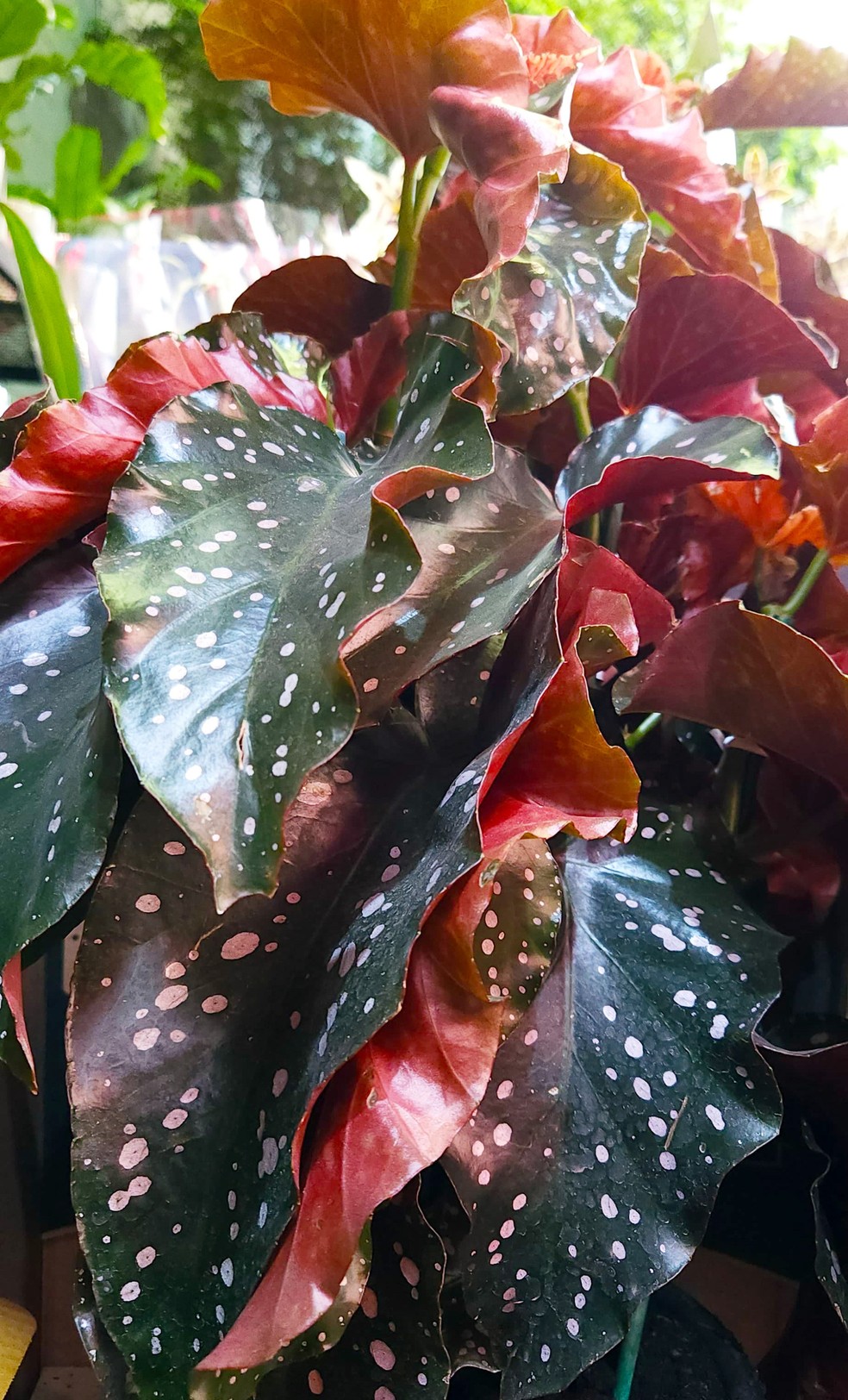 Begônia Mari: saiba como cultivar a planta brasileira que é uma ...