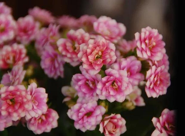20 flores comestíveis para incluir na culinária e colorir seus pratos