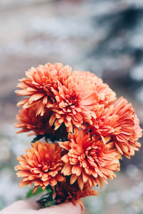 Peach Fuzz: 10 flores na Cor do Ano da Pantone para decorar a casa