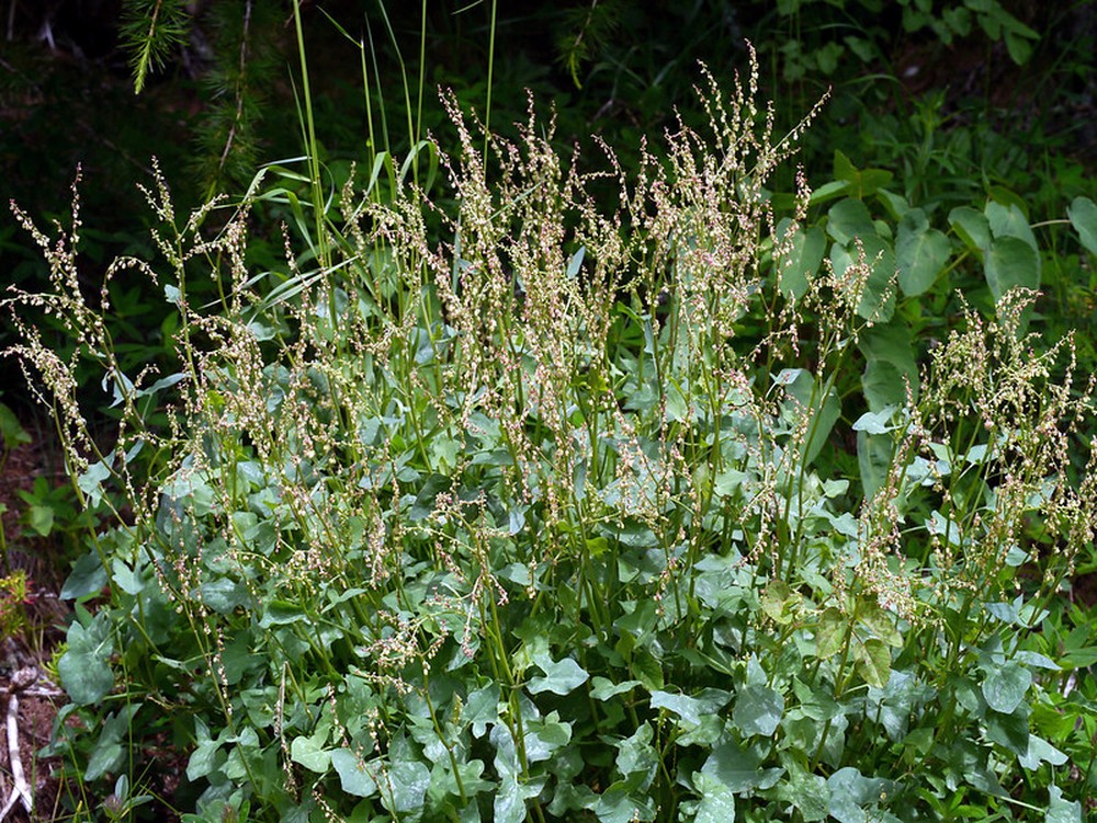 Azedinha: como cultivar na sua horta, benefícios e receitas ...