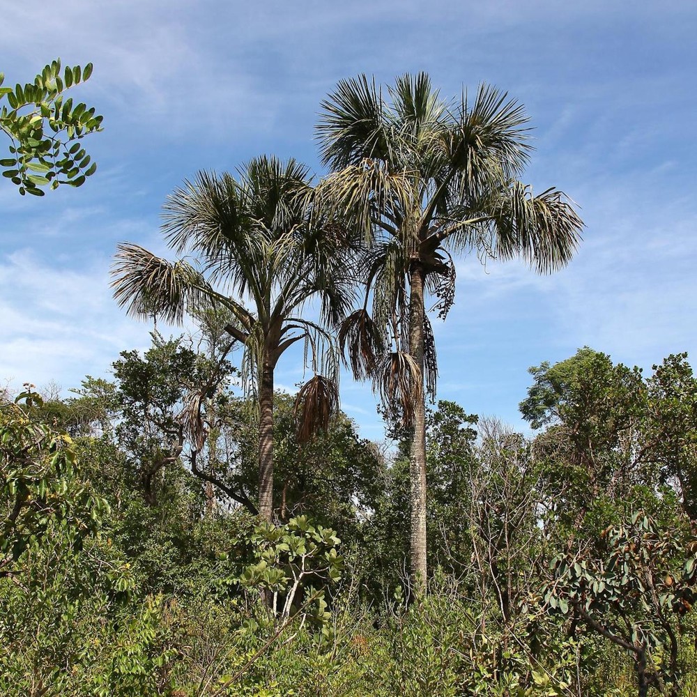 Miriti: planta amazônica pode revolucionar a arquitetura e o design ...