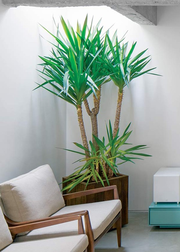 30 plantas para ambientes internos e diferentes condições de iluminação