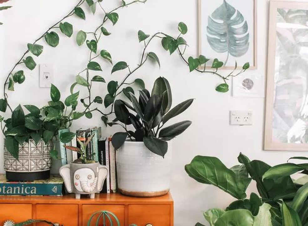 As plantas recomendadas para cada signo, segundo o feng shui ...