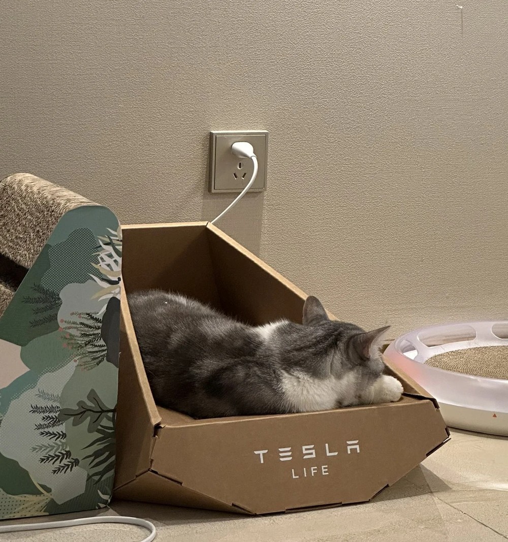 Tesla lança caixa para gatos com design inspirado em caminhonete ...