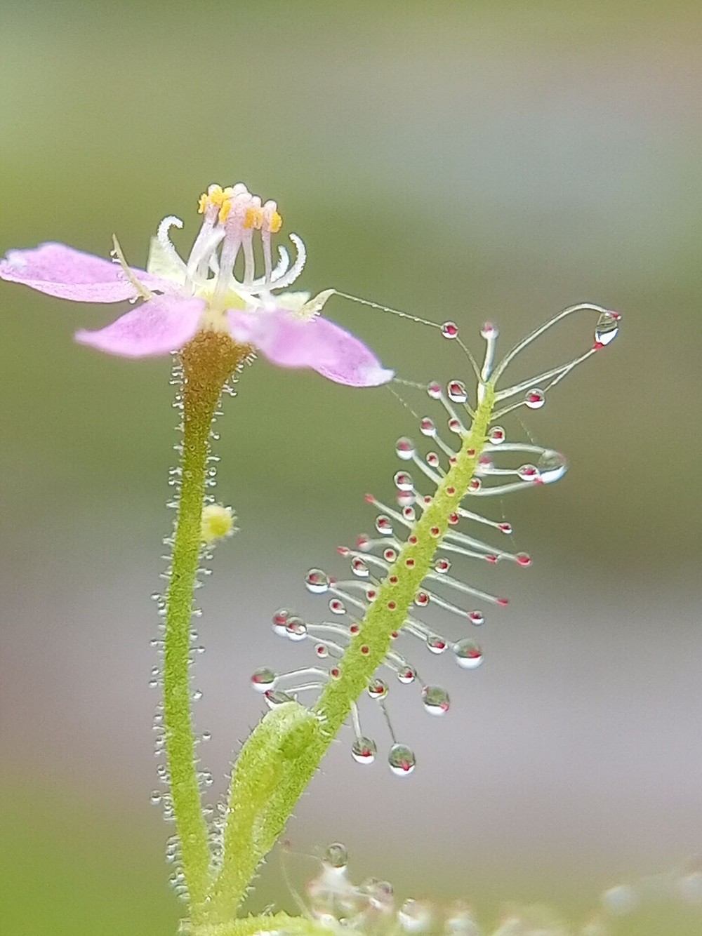 Drosera: como cultivar gênero de plantas carnívoras em casa