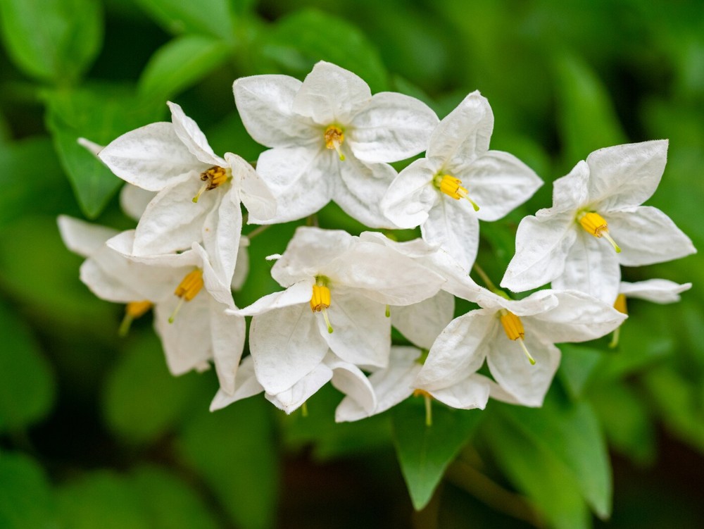 10 flores cheirosas para deixar a casa e o jardim perfumados