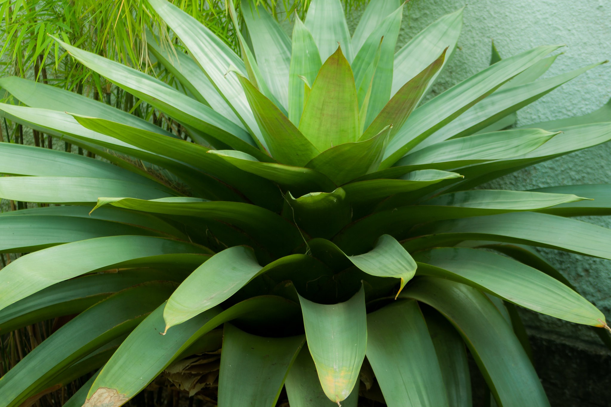 Bromélia imperial: conheça a planta brasileira que atrai beija-flores
