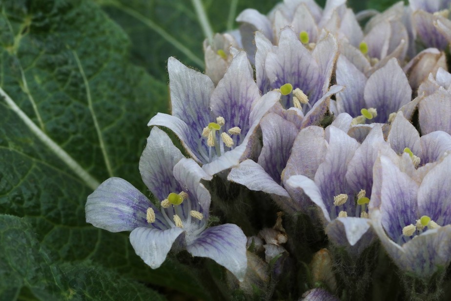 Mandrágoras: saiba como cultivar a espécie que é tema de lendas antigas ...