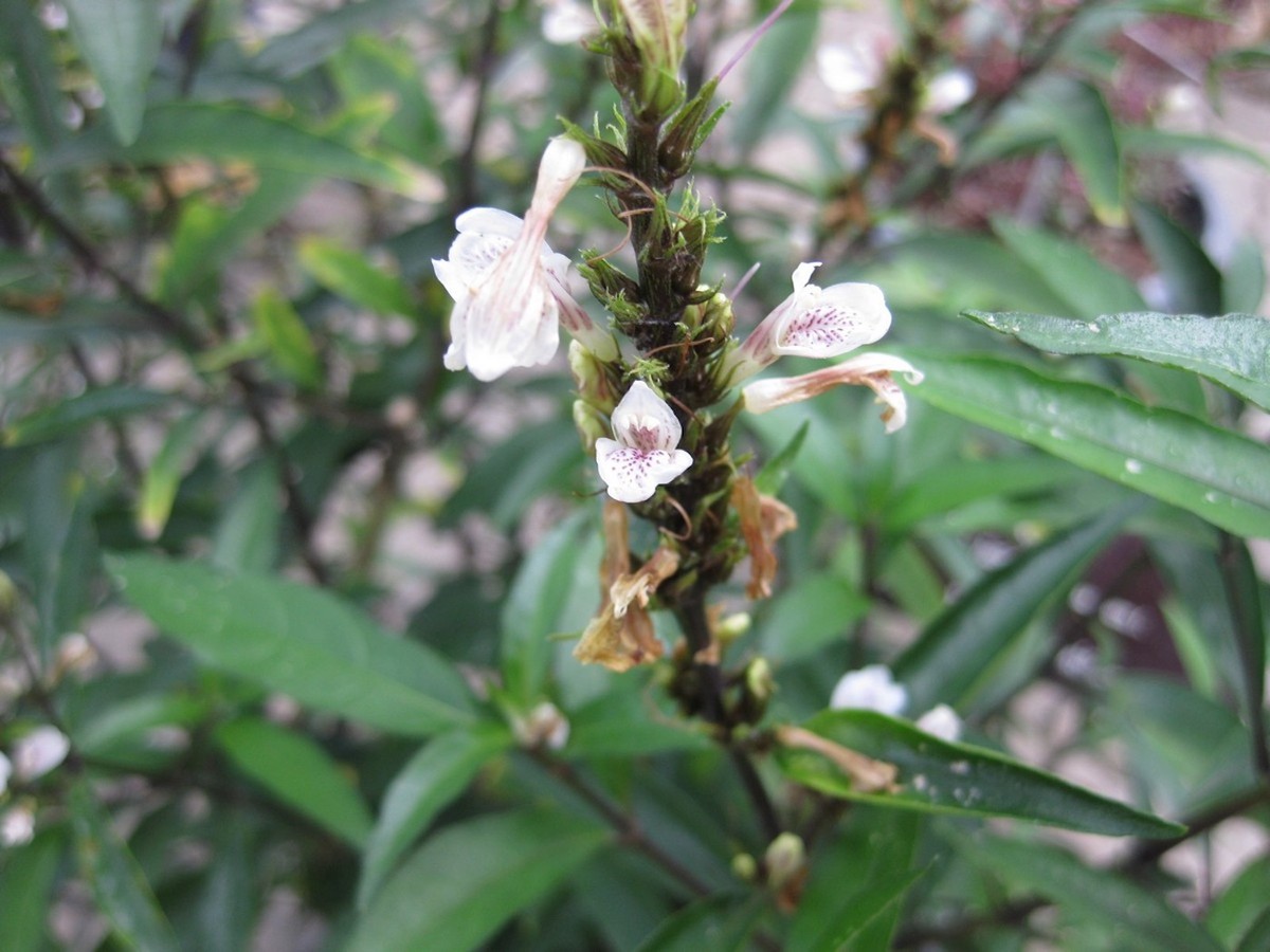 Abre-caminho: a planta conhecida por afastar inveja e trazer proteção