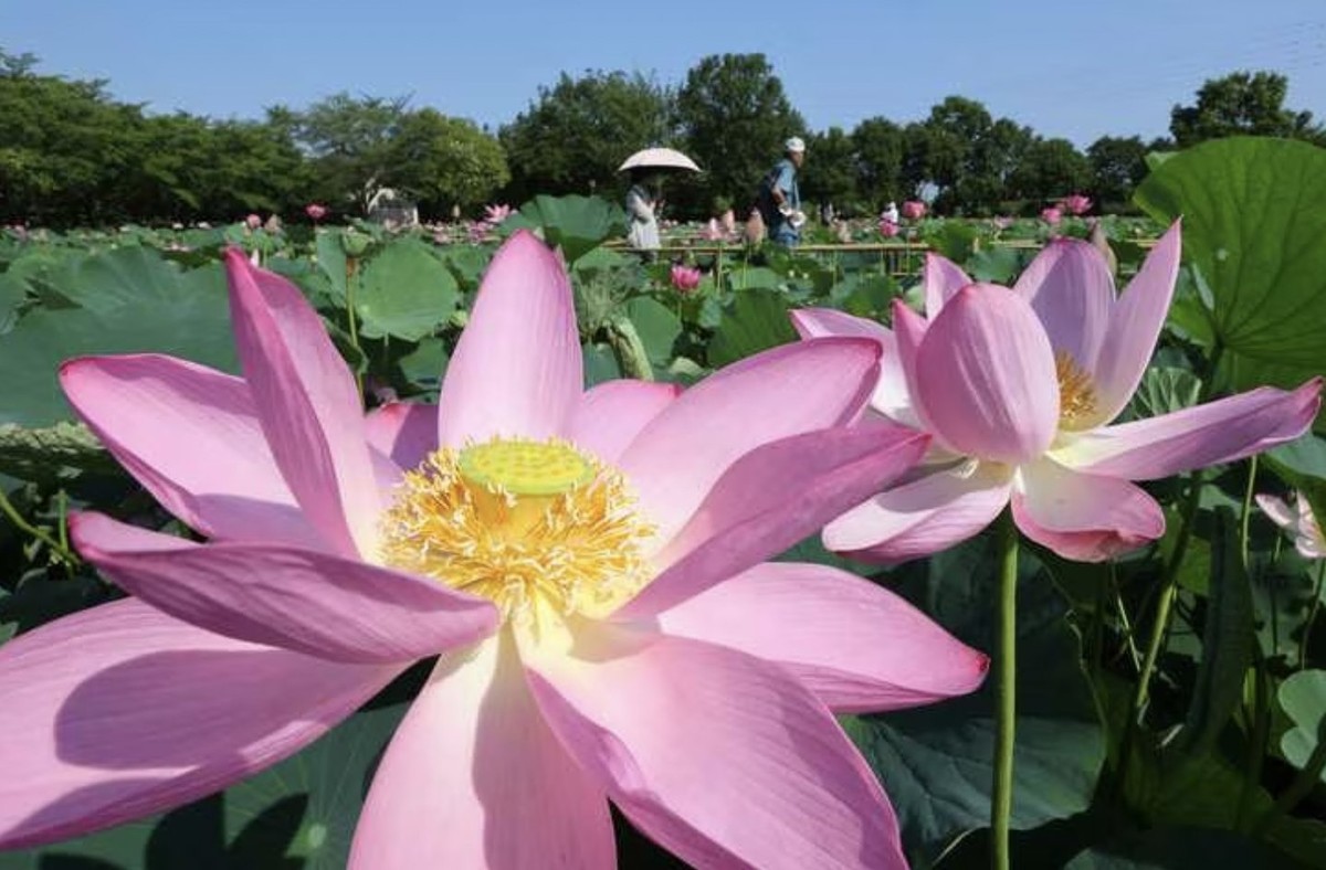 Mais de 120 mil flor-de-lótus florescem em parque no Japão durante este mês