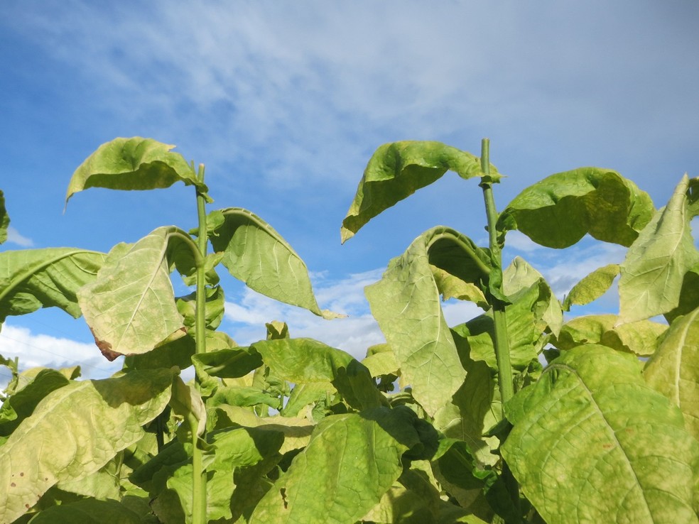 Calda de fumo: como usar e fazer uma versão caseira do inseticida natural